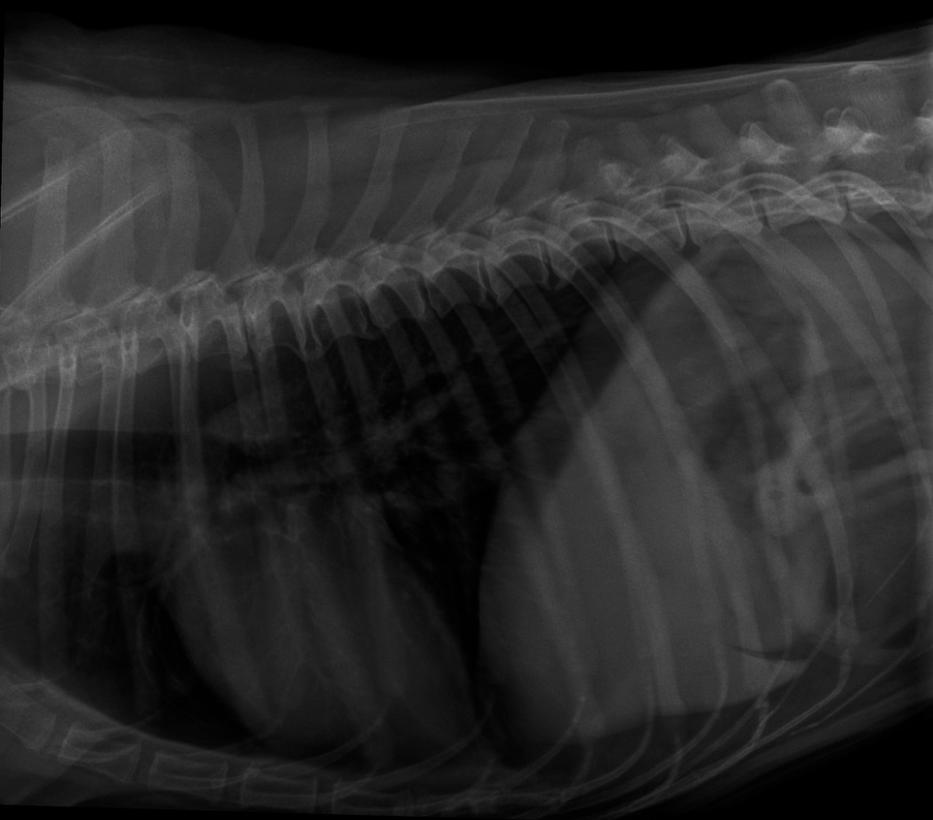 Figure 7 — An overexposed radiograph, with mAs set too high