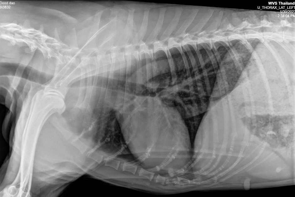 Figure 4 — The same dog had thoracic radiographs taken to assess for ...