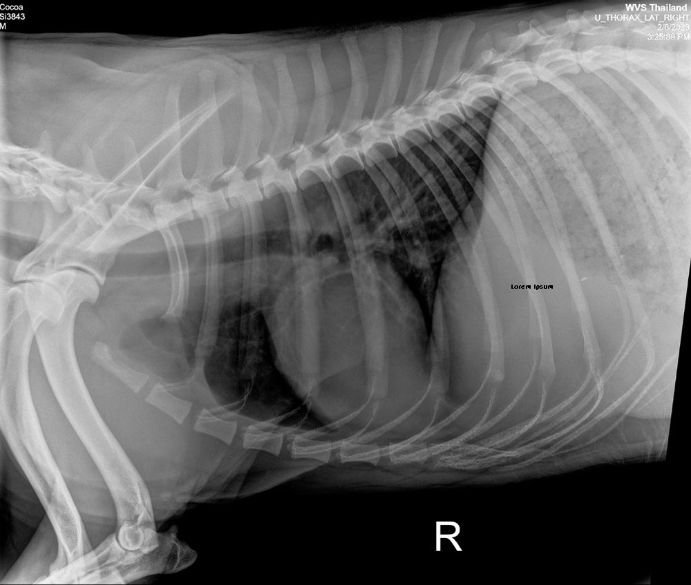 Figure 6 — A right lateral thoracic radiograph