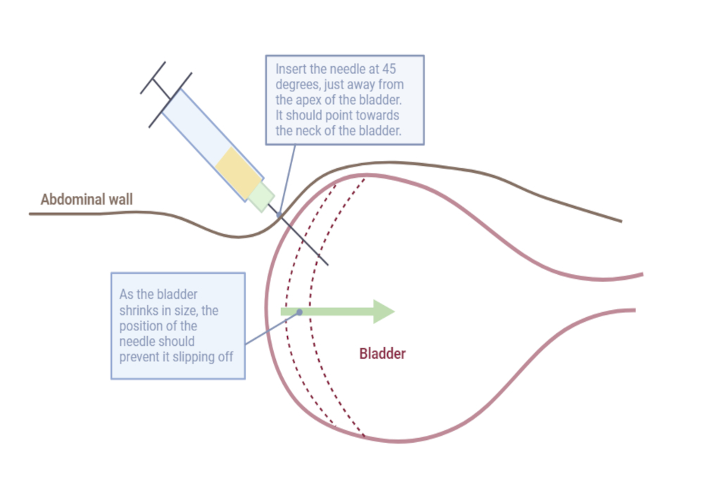 Veterinary Definition Of Cystocentesis at Eileen Marvin blog
