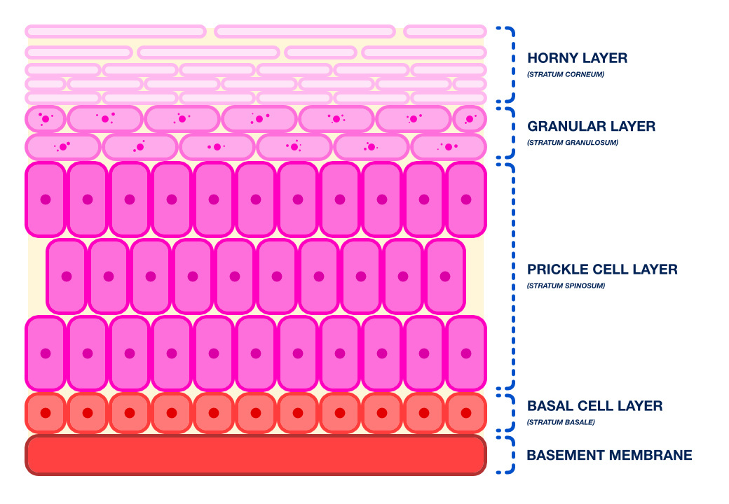 Anatomy Of The Skin Layers Skin – Anatomy And Physiology